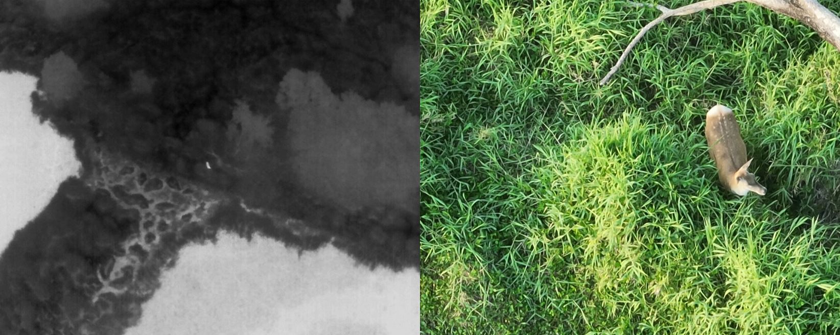 Integrating Hi-Res Thermal Drones into Aerial Pest destruction Programs ...